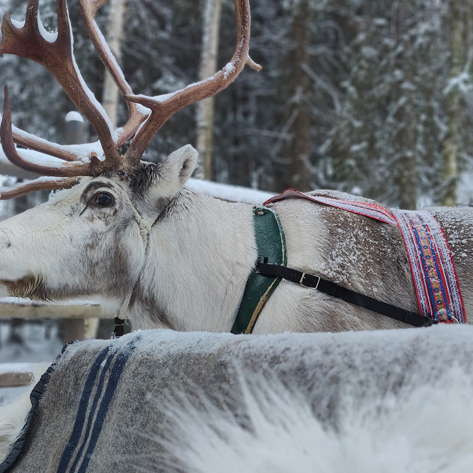 Visit to a Reindeer Farm | Early Winter | Rovaniemi