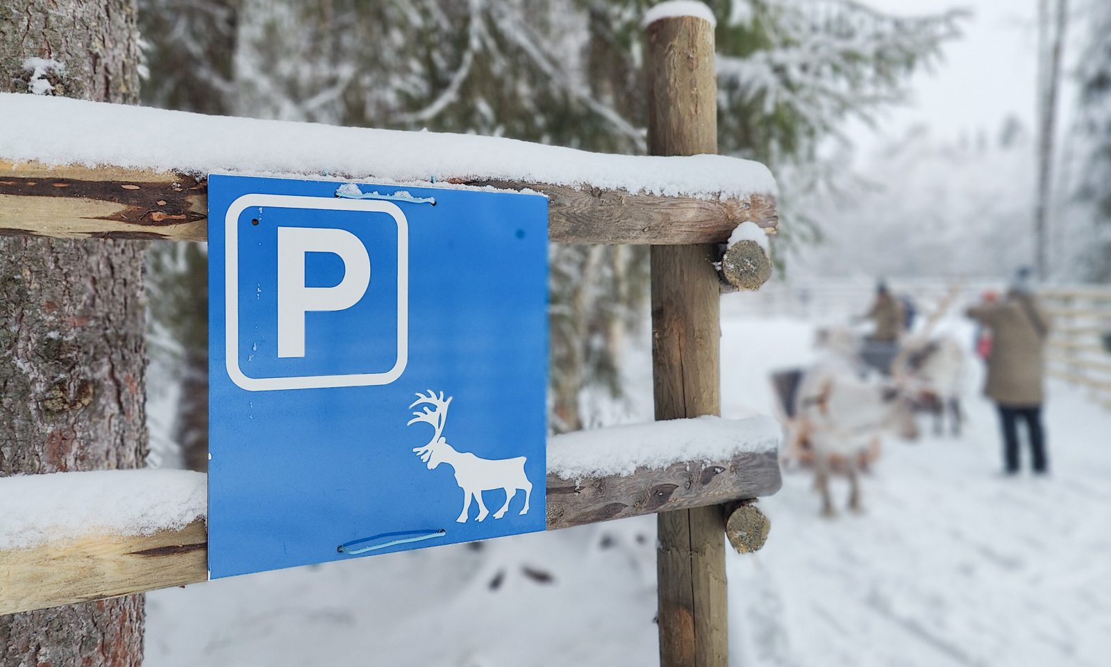 Visit to a Reindeer Farm | Early Winter | Rovaniemi
